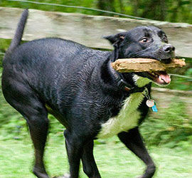 Our Facility | Country Dogs® All-Season Boarding Camp