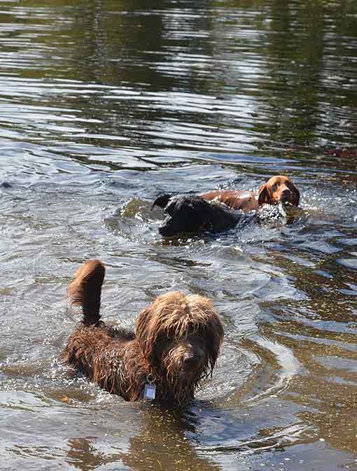 Finding a Fit | Country Dogs® All-Season Boarding Camp