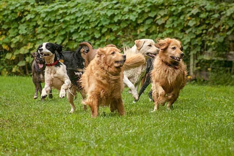 Country Dogs® All-Season Boarding Camp